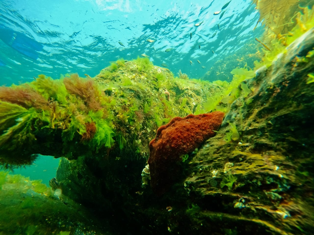 Snorkeling Tours in Ketchikan Alaska | Snorkel Alaska