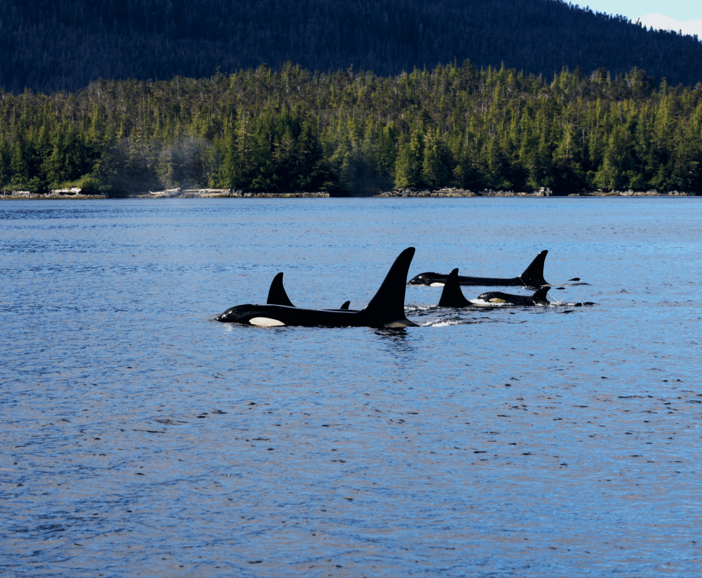 Snorkeling Tours in Ketchikan Alaska | Snorkel Alaska
