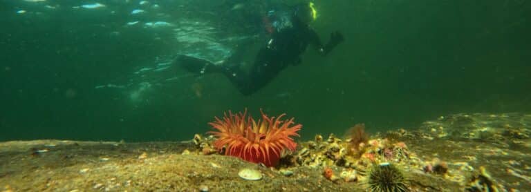 The Mountain Point Snorkeling Adventure | Snorkel Alaska